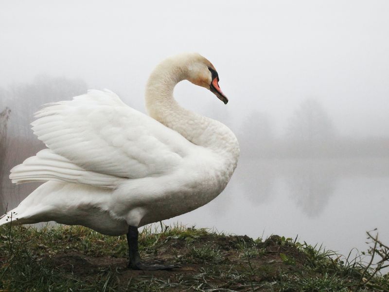 Bird Ecology Expert Gail Fraser joins The Morning Zoom with Sam & Jane ...