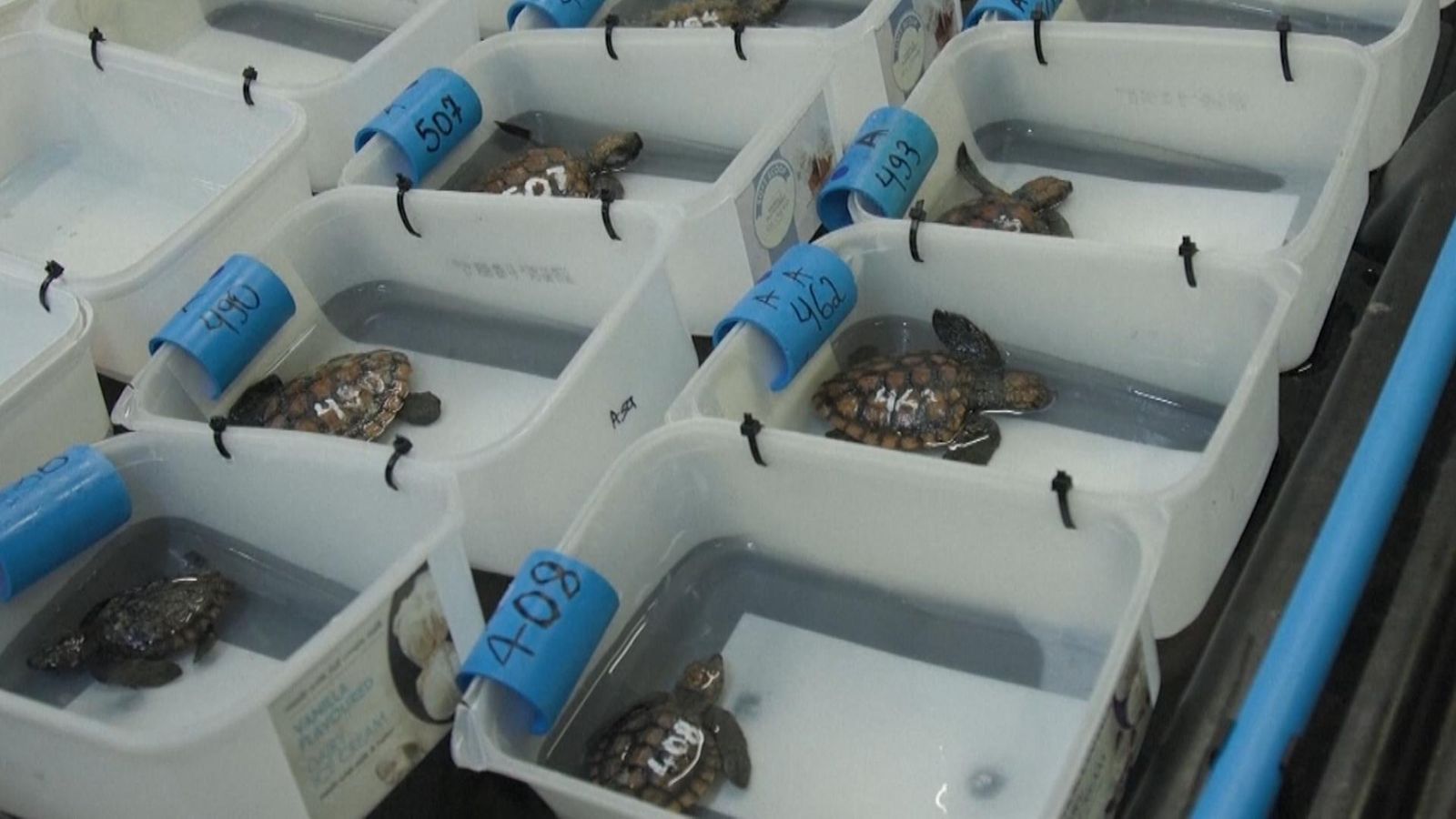 MORE THAN 500 BABY SEA TURTLES WASHED ASHORE IN A BIG STORM OFF SOUTH ...