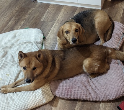 Zoomer Radio Pet of the Week: Max & Bae