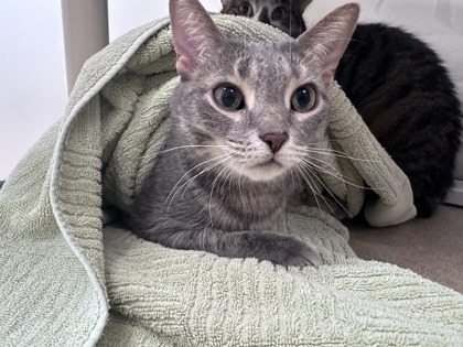 Zoomer Radio Pet of the Week: Swiftie