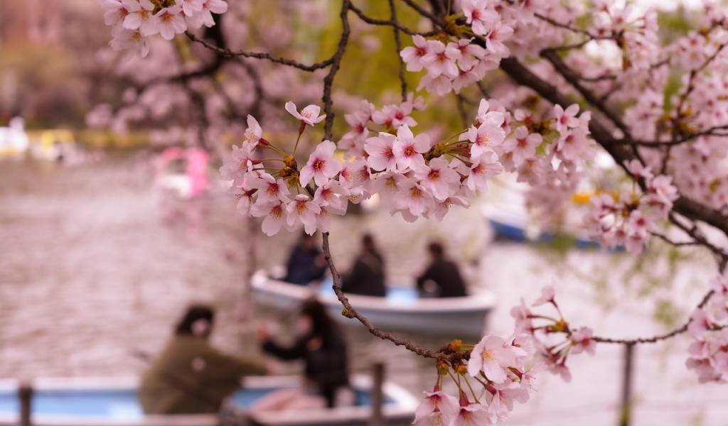 JAPAN'S CHERRY BLOSSOM SEASON BEGINS AS FIRST BLOOMS APPEAR IN TOKYO