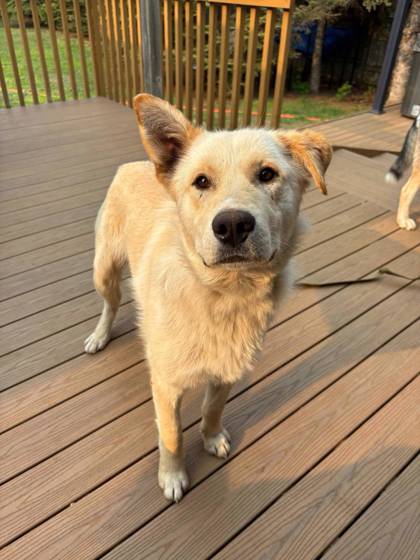 Zoomer Radio Pet of the Week: Carson